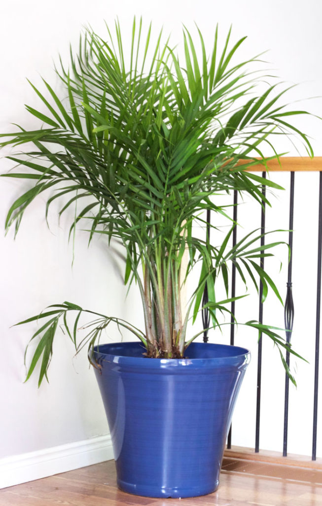 How To Properly Pot an Indoor Tree with Steps- Nikki's Plate Blog