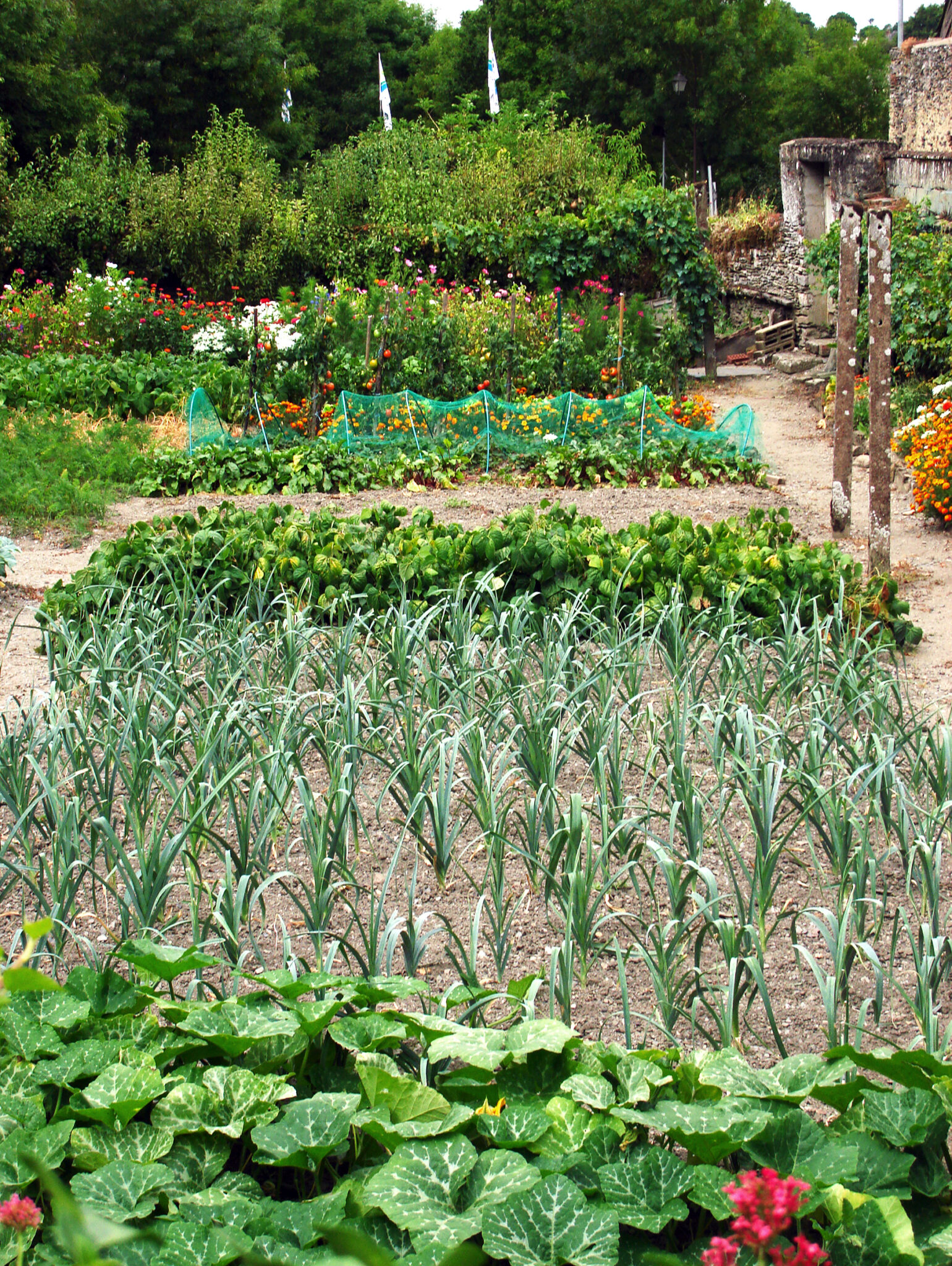 15 Genius Vegetable Gardening Tips for Beginners - Nikki's Plate