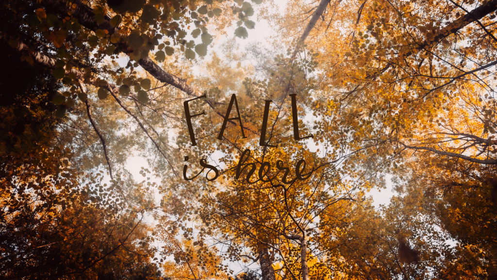 20 FREE Aesthetic Fall Wallpaper iPhone and Desktop