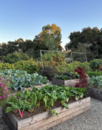 25 Beautiful Homestead Garden Ideas to Maximize Your Space