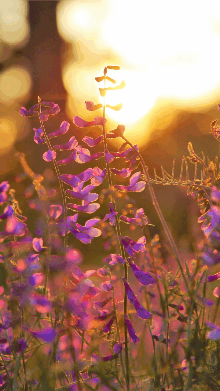 60 FREE Spring iPhone Wallpapers (Fresh & Aesthetic Designs)